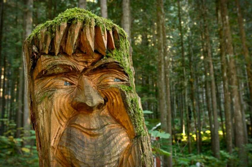 enchanted forest | Expérience Canadienne